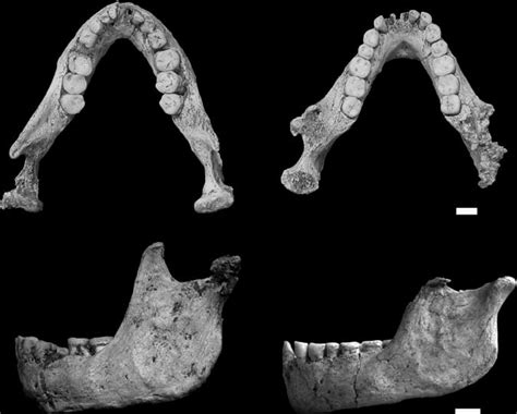 Occlusal And Lateral Views Of Lb1 And Lb61 H Floresiensis