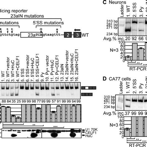 Mutating Splicing Signals To Consensus Sequences Increases Reporter Nf1