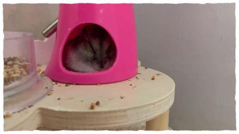 [햄스터아롱] 💤😪 미공개영상 아롱이 잠자는 모습 Youtube