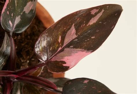 Philodendron Pink Princess Marble Master Its Care Effortlessly