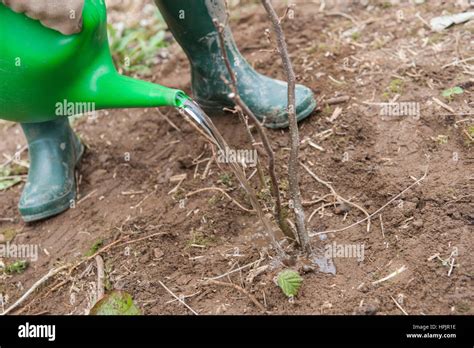 Planting A Tree Step By Step Guide And Photos Stock Photo Alamy