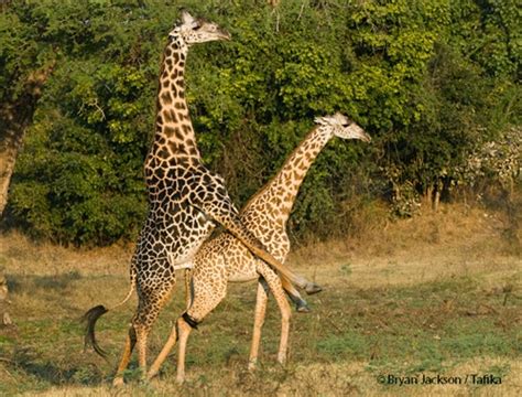 Heres Some Fucking Giraffes Imgur