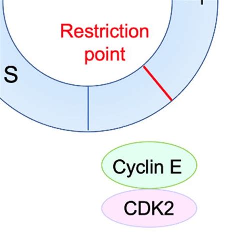 Cell Cycle Regulation By Cyclins And CDKs Each Stage Of The Cell Cycle Download Scientific