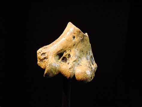 Australopithecus Anamensis Wikispecies