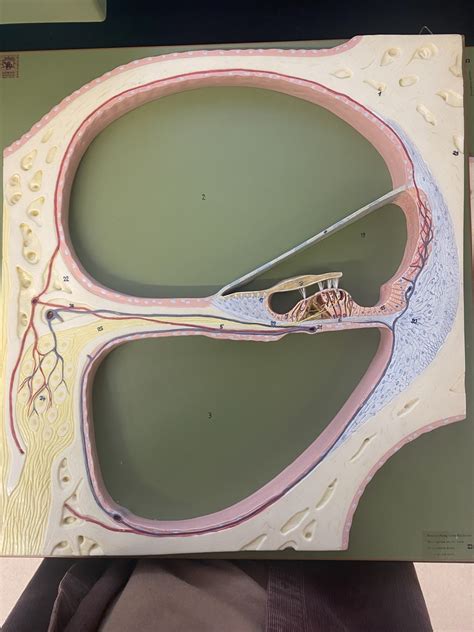 Cochlea Diagram Quizlet
