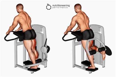 Leg Exercise Machines How To Use Them In Your Workout