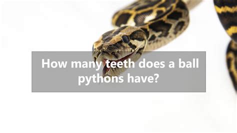 How Many Teeth Does A Ball Python Have MyPetReptiles