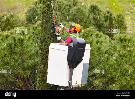 Equipped Worker Pruning A Tree On A Crane Gardening Works Stock Photo Alamy