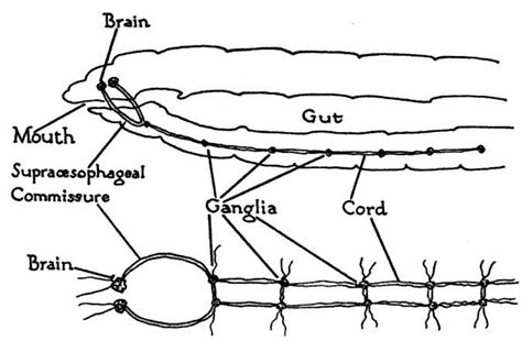 Evolution Of Nervous Systems Alchetron The Free Social Encyclopedia