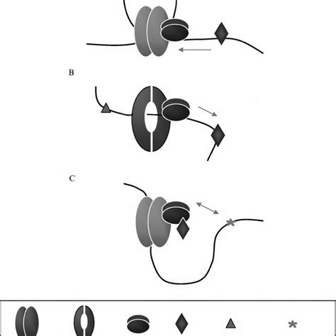 Schematic Representation Of Methyl‐directed Dna Mismatch Repair In E Download Scientific