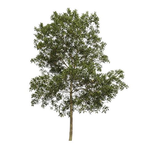 Isolated Tree On White Background Stock Image Image Of Cutout Isolation
