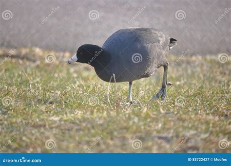 Brandt`s Cormorant Of The Pacific Northwest Stock Image Image Of Full