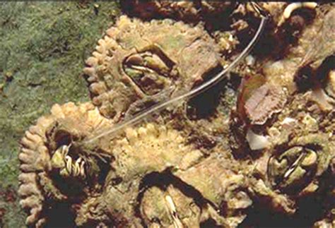 Sex In The Sea Our Intimate Connection With Sex Changing Fish Romantic Lobsters Kinky Squid