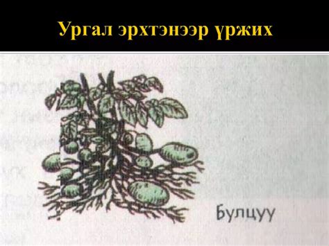 амьд биеийн үржлийн хэлбэр Pptx