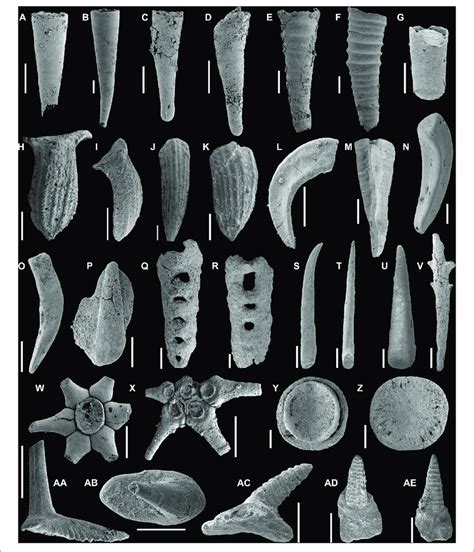 Small Shelly Fossils From The Upper Maidiping Formation At The Download Scientific Diagram