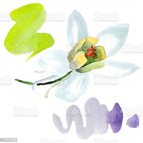 화이트 Aquilegia 꽃입니다 야생 봄 잎 플라워 격리입니다 절연된 Aquilegia 그림 요소입니다 수채화 배경 그림 설정 합니다 그리기에 대한 스톡 벡터 아트 및