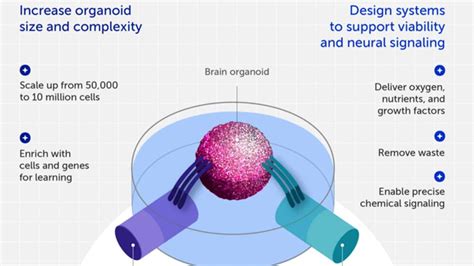 Organoid Intelligence Oi Is Oi The New Ai