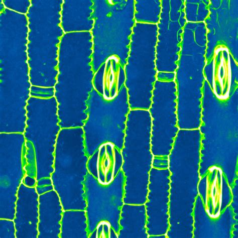 Maize Epidermis Confocal Morphomech Lab Ucla