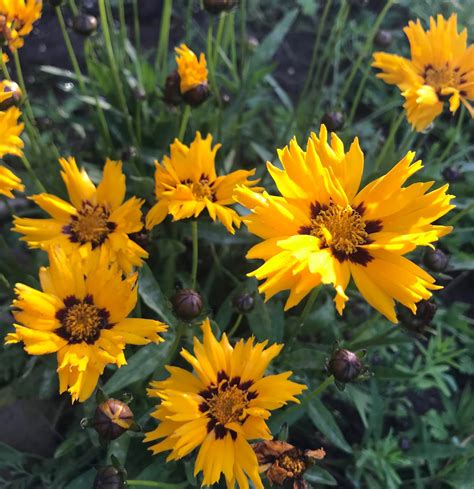 On Discovering A Garden Gopher Resistant Plants