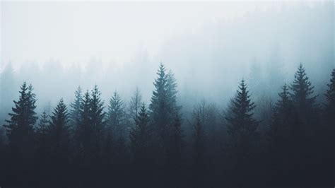 Bosque De Pinos En La Niebla Fondo De Pantalla Id 3340