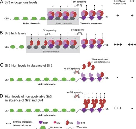 Model For Sir3 As A Determinant Of Telomere Clustering Schematic Download Scientific Diagram