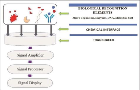 Schematic Representation Of A Typical Biosensor Download Scientific