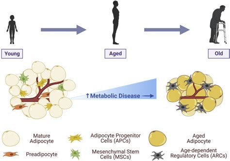 Narrating The Story ARC Of Adipose Tissue Aging Developmental Cell