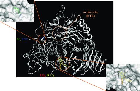 In Silico Binding Site Of Ec Green Egc Blue Ecg Red And Egcg Download Scientific