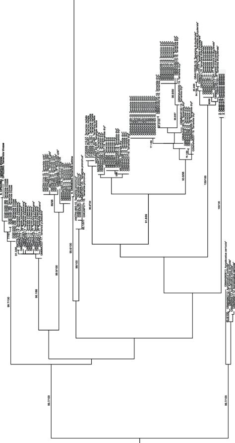 Phylogenetic Tree Showing The Genetic Relations Between Species Of The