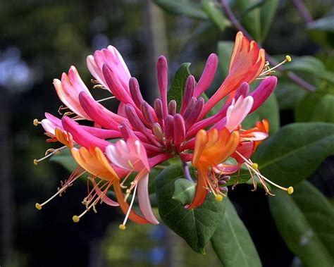 Honeysuckle Flower This Multi Colored Honeysuckle Flower W Flickr