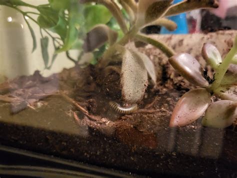 Just Got A Bumblebee Millipede Suggestions For The Enclosure Substrate And Food Help Aswell