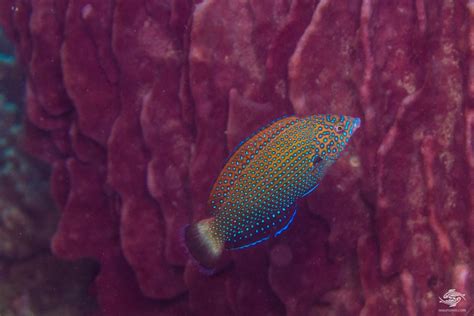 Bluespotted Wrasse Facts And Photographs Seaunseen