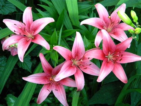 Free Stargazer Lily Cliparts Download Free Stargazer Lily Cliparts Png Images Free ClipArts On