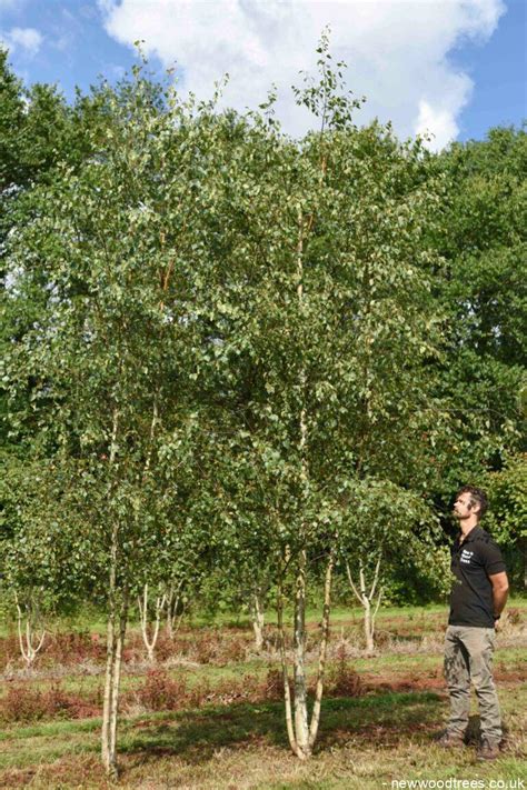 Multi Stem Silver Birch Trees How Tall Do They Grow New Wood Trees Uk Grown Multi Stem Trees