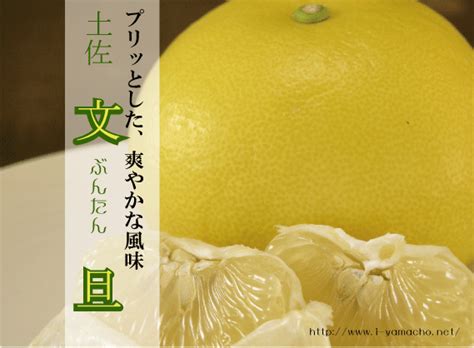 土佐文旦のページ くだものの山長（やまちょう）
