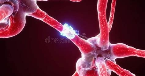 Neuron Synapse Transmitting Signals Stock Video Video Of Neurobiology Anatomy 346510023