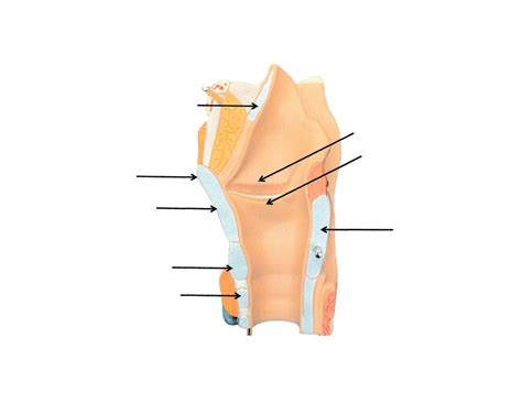 Cartilage 2 Diagram Quizlet
