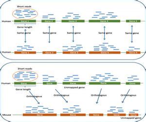 SCBN A Statistical Normalization Method And Differential Expression Analysis For RNA Seq Data