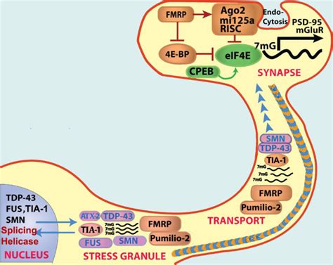 Structure And Functions Of Rna Binding Proteins Rna Binding Proteins