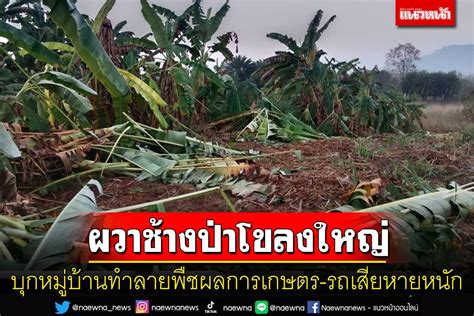 ข่าว Like สาระ ชาวบ้านผวาช้างป่าโขลงใหญ่บุกหมู่บ้านทำลายพืชผลการเกษตรรถเป็นซากเหล็ก