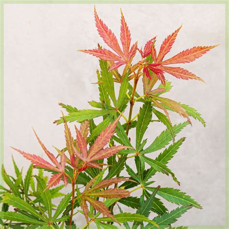 Buy Acer Palmatum Jerre Schwartz Stekjesbriefnl
