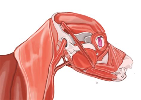 Rule 34 Alunka Ambiguous Gender Anatomy Bodily Fluids Canid Canine