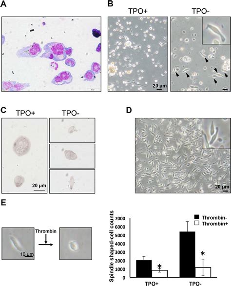 Maturation Of Thrombocyte Like Cells From Mks A Mks Were Enriched By