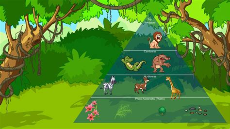 Rainforest Ecosystem Pyramid