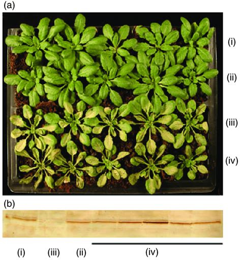 Complementation Test Of The Arabidopsis Sfr2i2 Mutant Using The