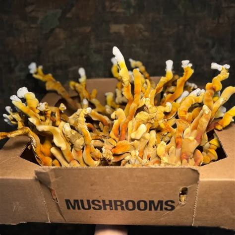 Ganoderma Multipileum Liquid Culture Inoculate The World