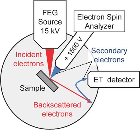 Simultaneous Imaging Of The Ferromagnetic And Ferroelectric Structure In Multiferroic