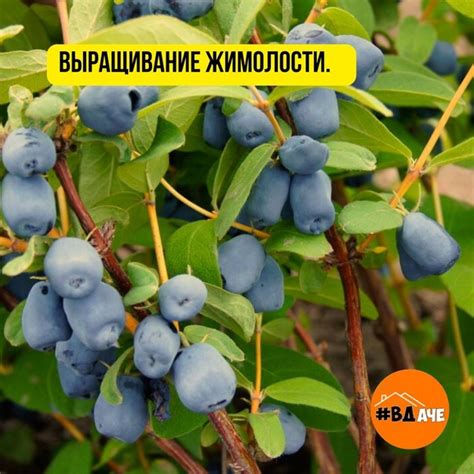 Советы по выращиванию жимолости Жимолость это кустарник который растет в умеренном климате