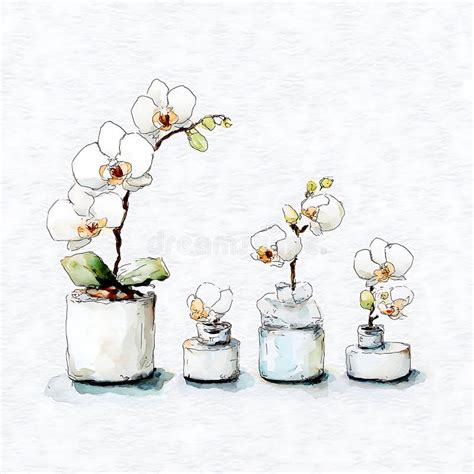 White Watercolor Orchids Stock Illustrations 6 417 White Watercolor