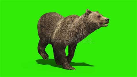 bear runcycle green screen loop 3d rendering animation 4k stock footage